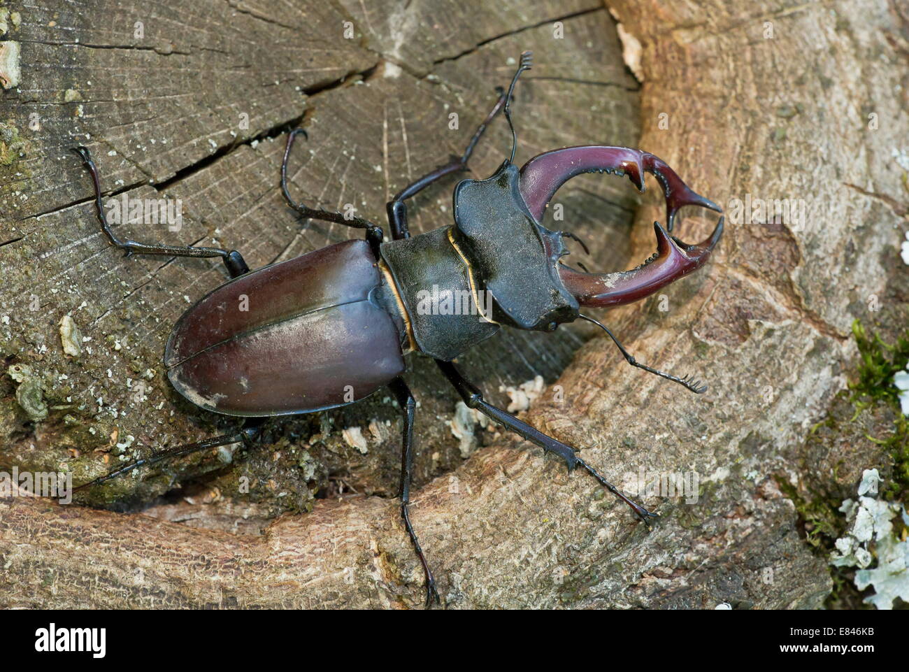 Male greater Stag Beetle, Lucanus cervus on old oak tree. Romania Stock ...