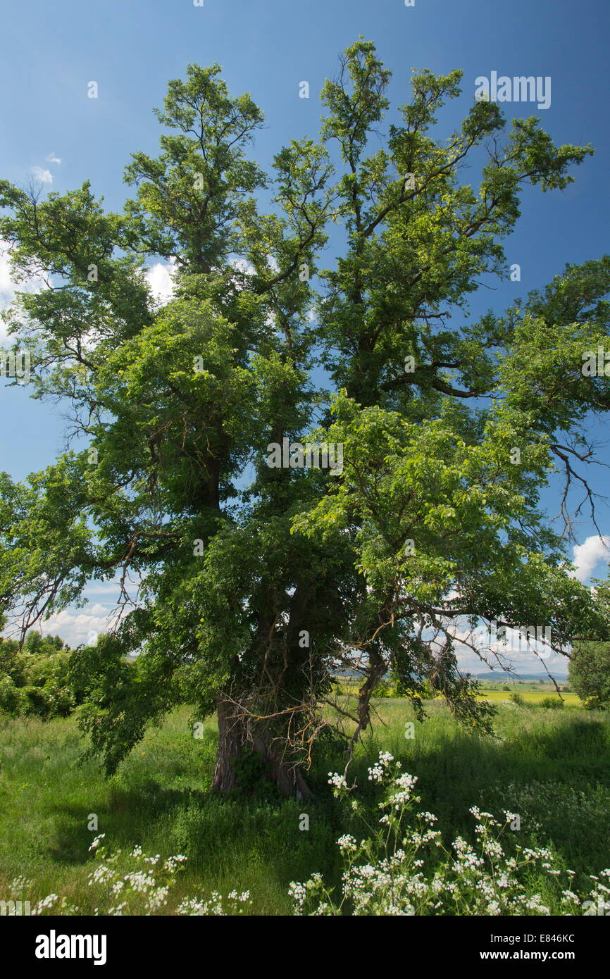 Giant Elm tree, Ulmus minor = U. campestris, 35 metres (106 feet) high ...