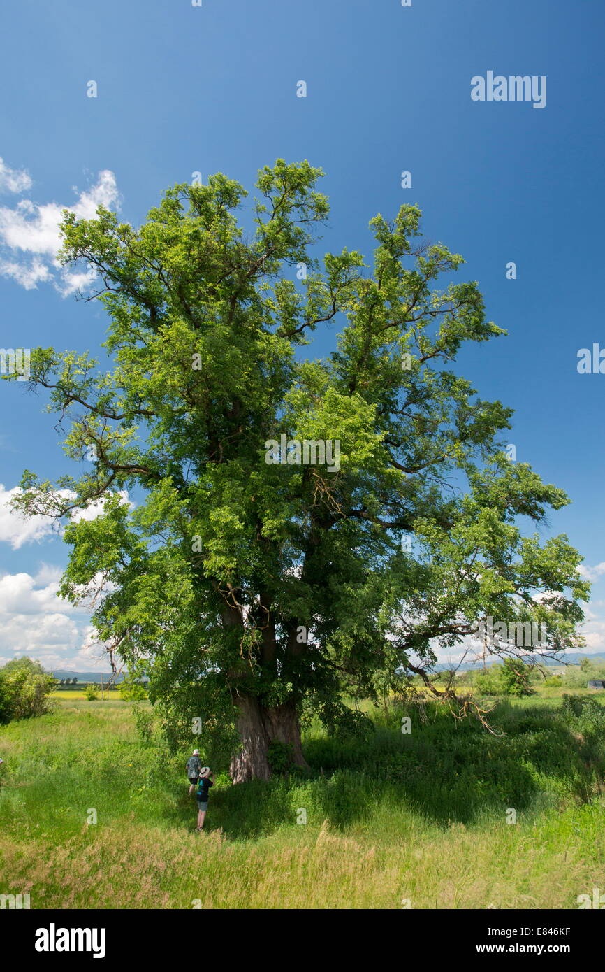 Giant Elm tree, Ulmus minor = U. campestris, 35 metres (106 feet) high ...