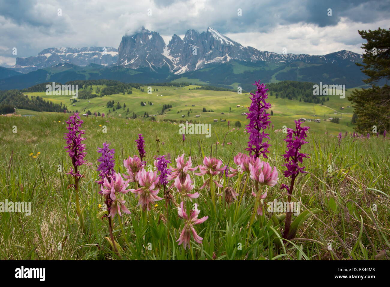 Alpine orchids hi-res stock photography and images - Alamy