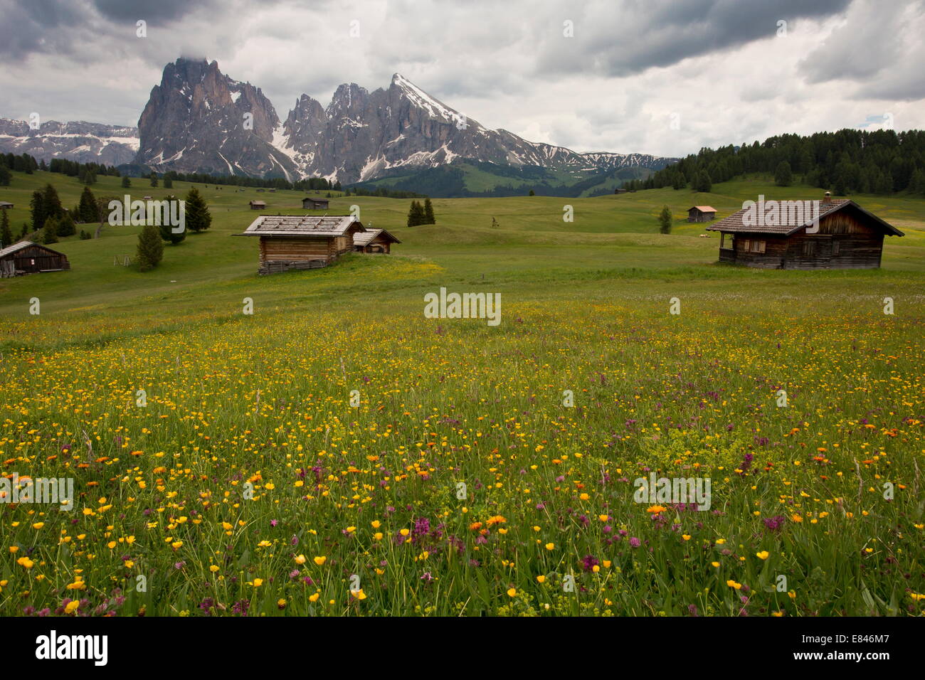 Spectacular flowery grasslands on the Seiser Alm / Alpe di Suisi ...