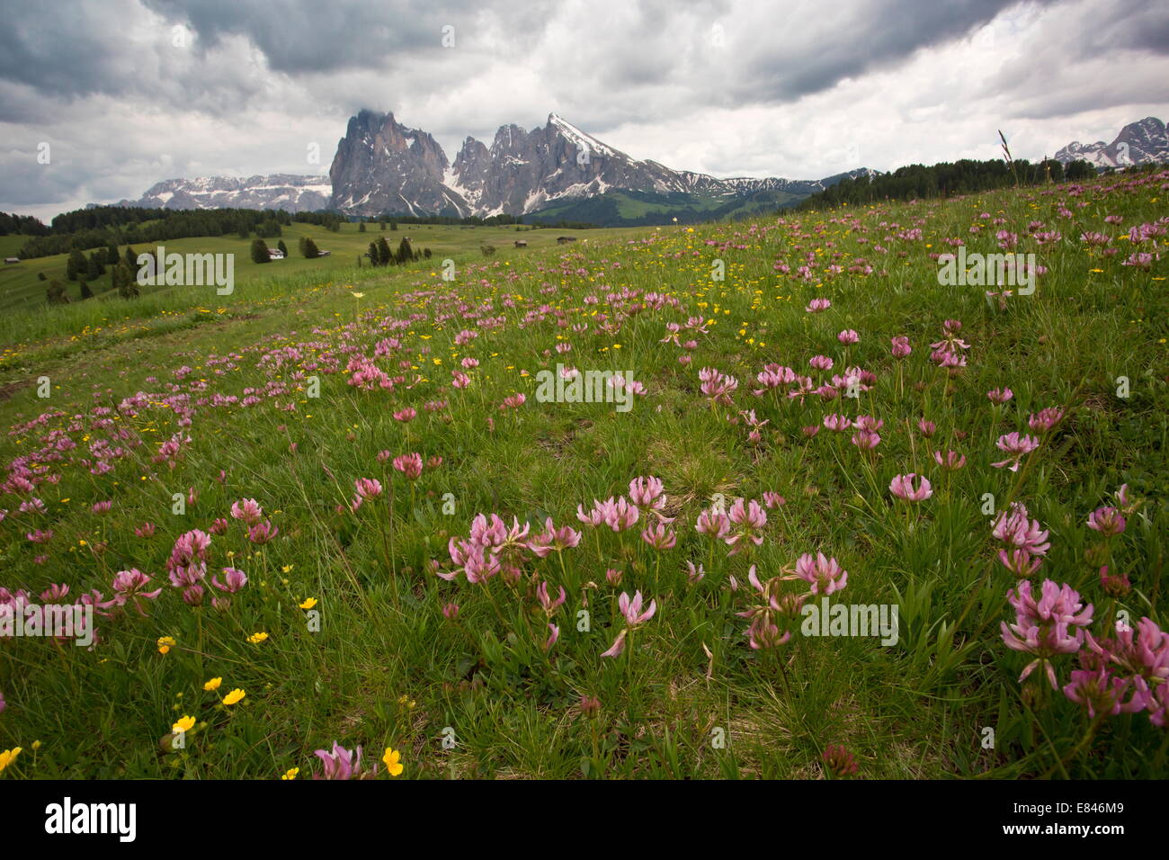Spectacular flowery grasslands on the Seiser Alm / Alpe di Suisi, with ...