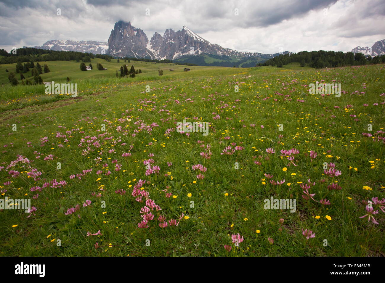 Spectacular flowery grasslands on the Seiser Alm / Alpe di Suisi, with ...