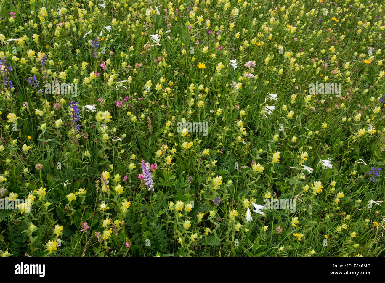 Yellow rattle meadow italy hi-res stock photography and images - Alamy