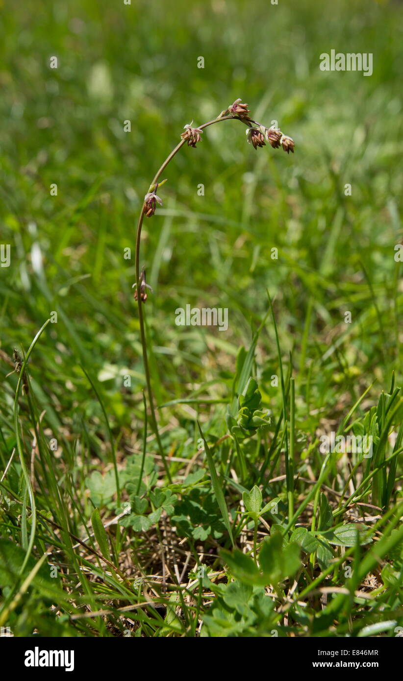 Alpine Meadow-rue, Thalictrum alpinum in flower in short turf ...