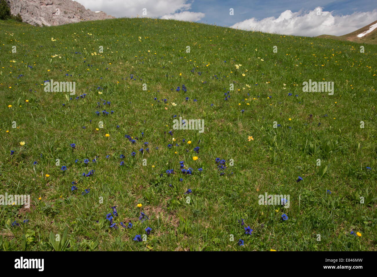 Alpine flowers at 2000m in the Dolomites, including Trumpet Gentian ...