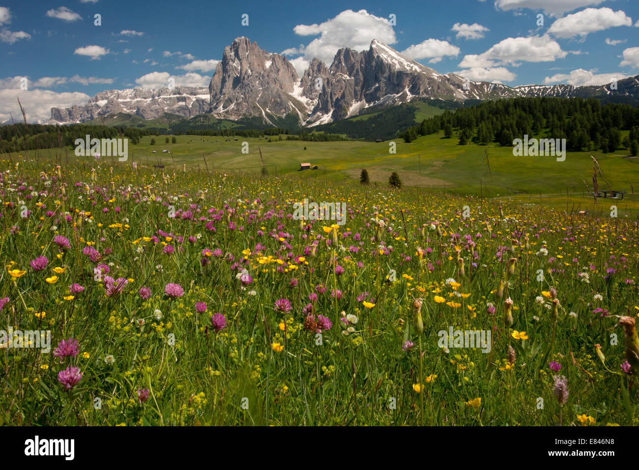 Spectacular flowery grasslands on the Seiser Alm / Alpe di Suisi ...