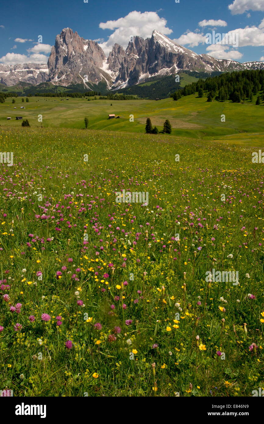Spectacular flowery grasslands on the Seiser Alm / Alpe di Suisi ...