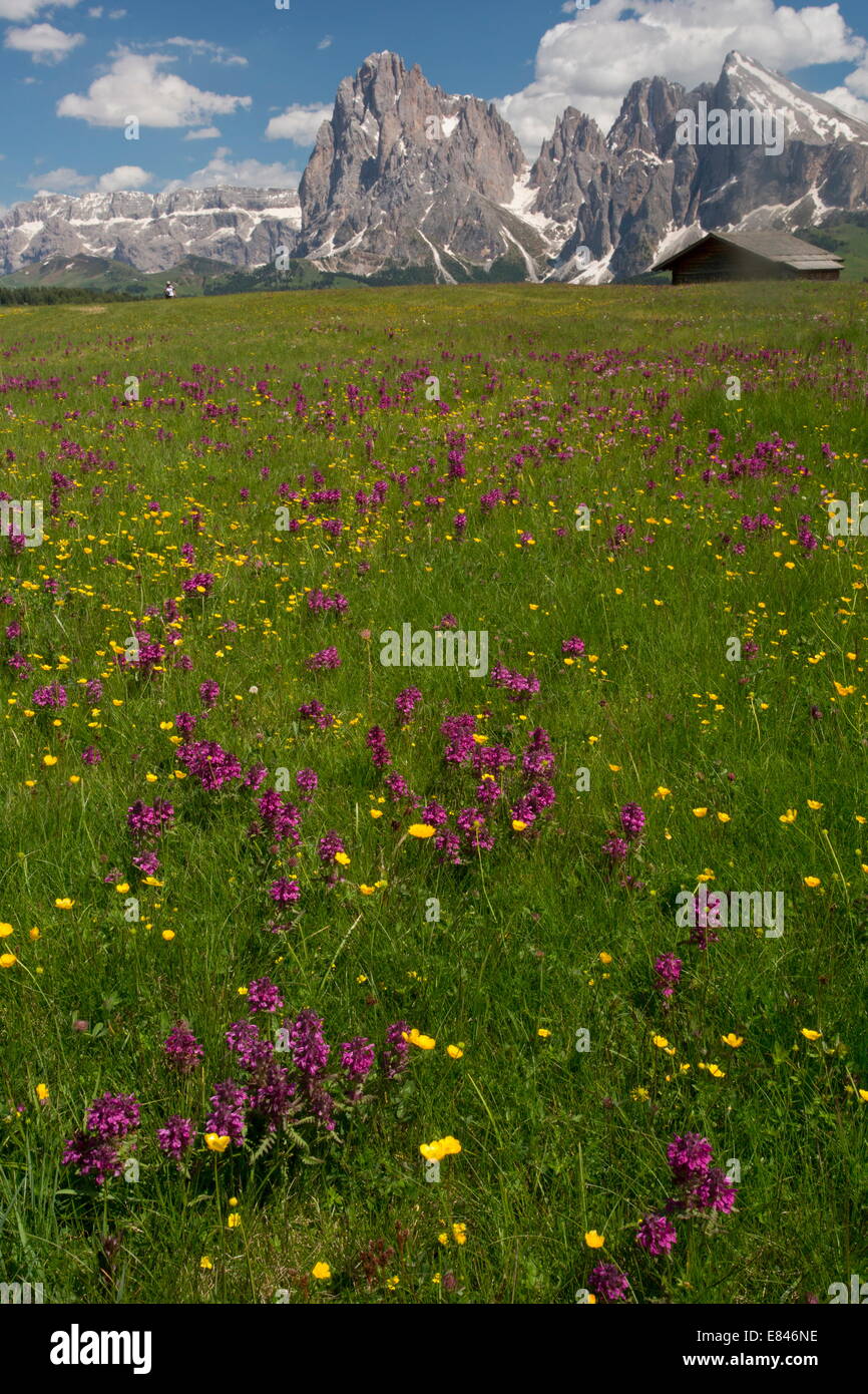 Spectacular flowery grasslands on the Seiser Alm / Alpe di Suisi, with ...
