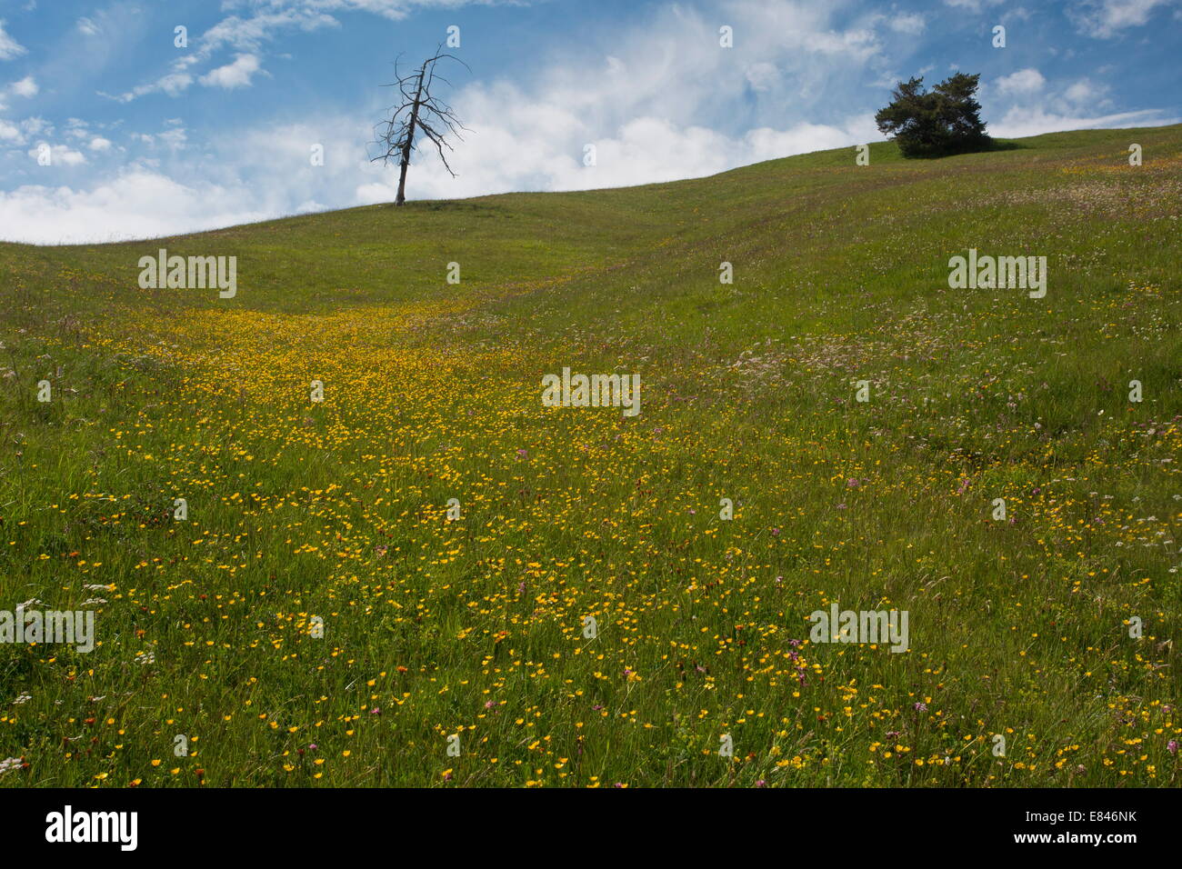 Spectacular flowery grasslands on the Seiser Alm / Alpe di Suisi ...