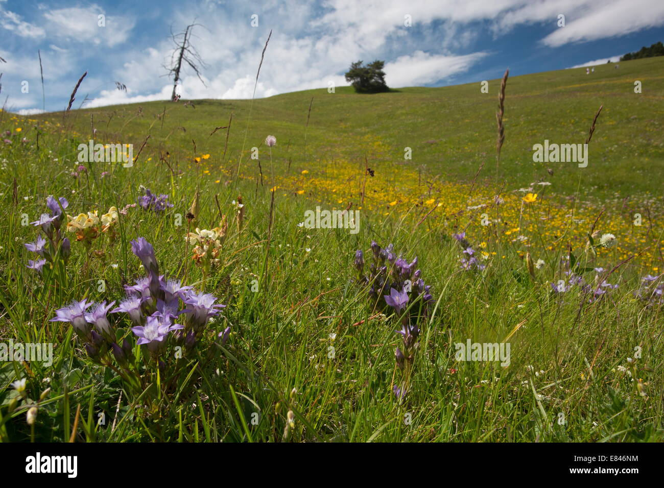 Spectacular flowery grasslands on the Seiser Alm / Alpe di Suisi with a ...