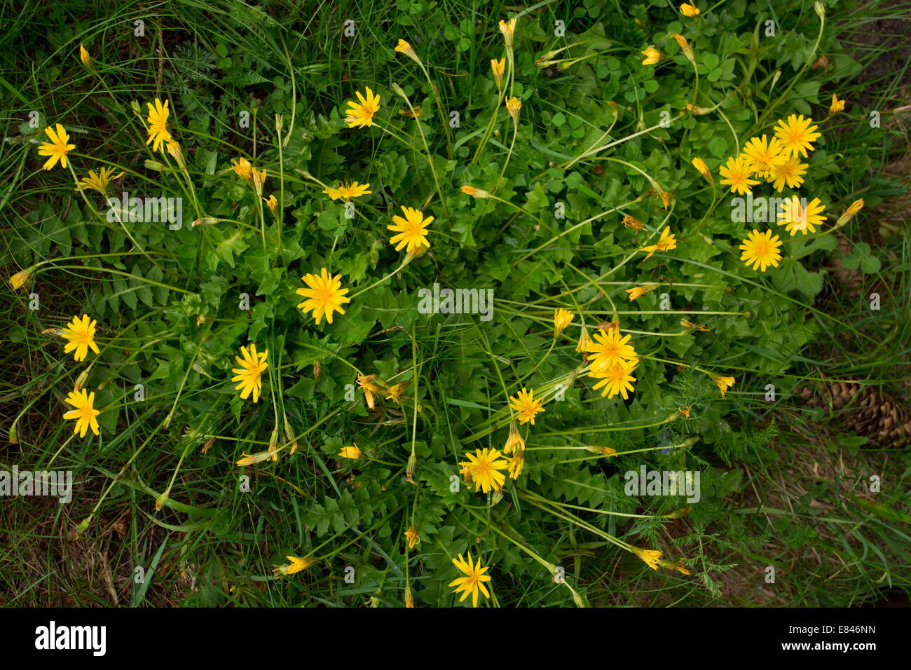 A yellow composite, Foetid Aposeris, Aposeris foetida in the Dolomites ...
