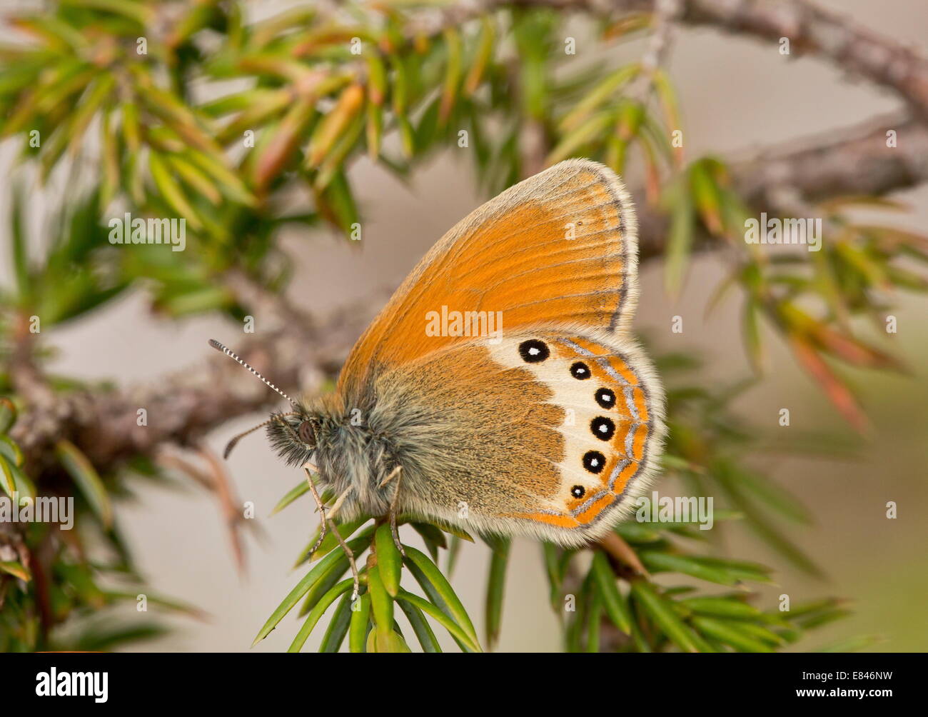 Alpine butterflies hi-res stock photography and images - Alamy