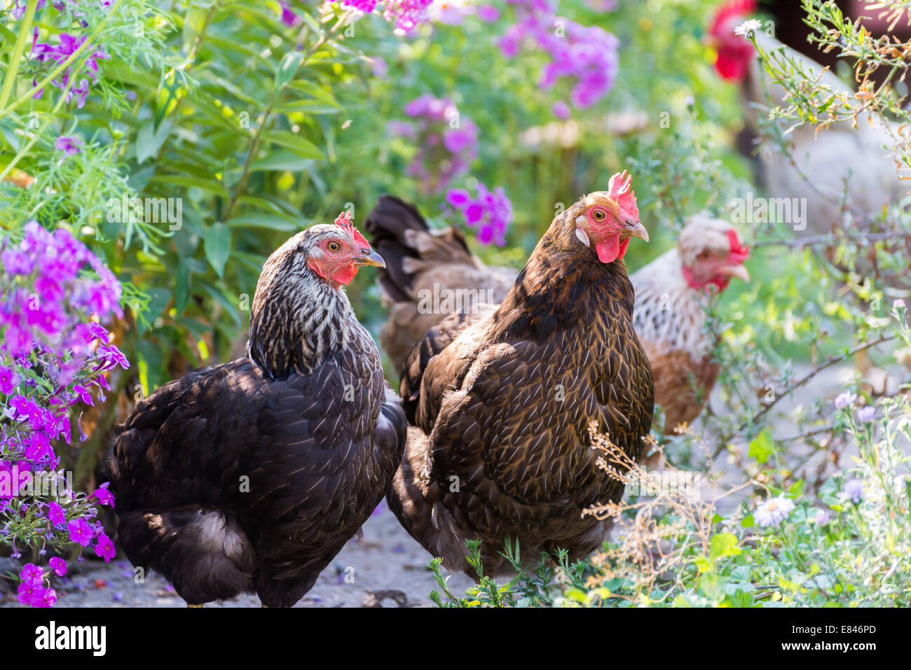 Chickens Laying hens on grass outdoors day Stock Photo - Alamy