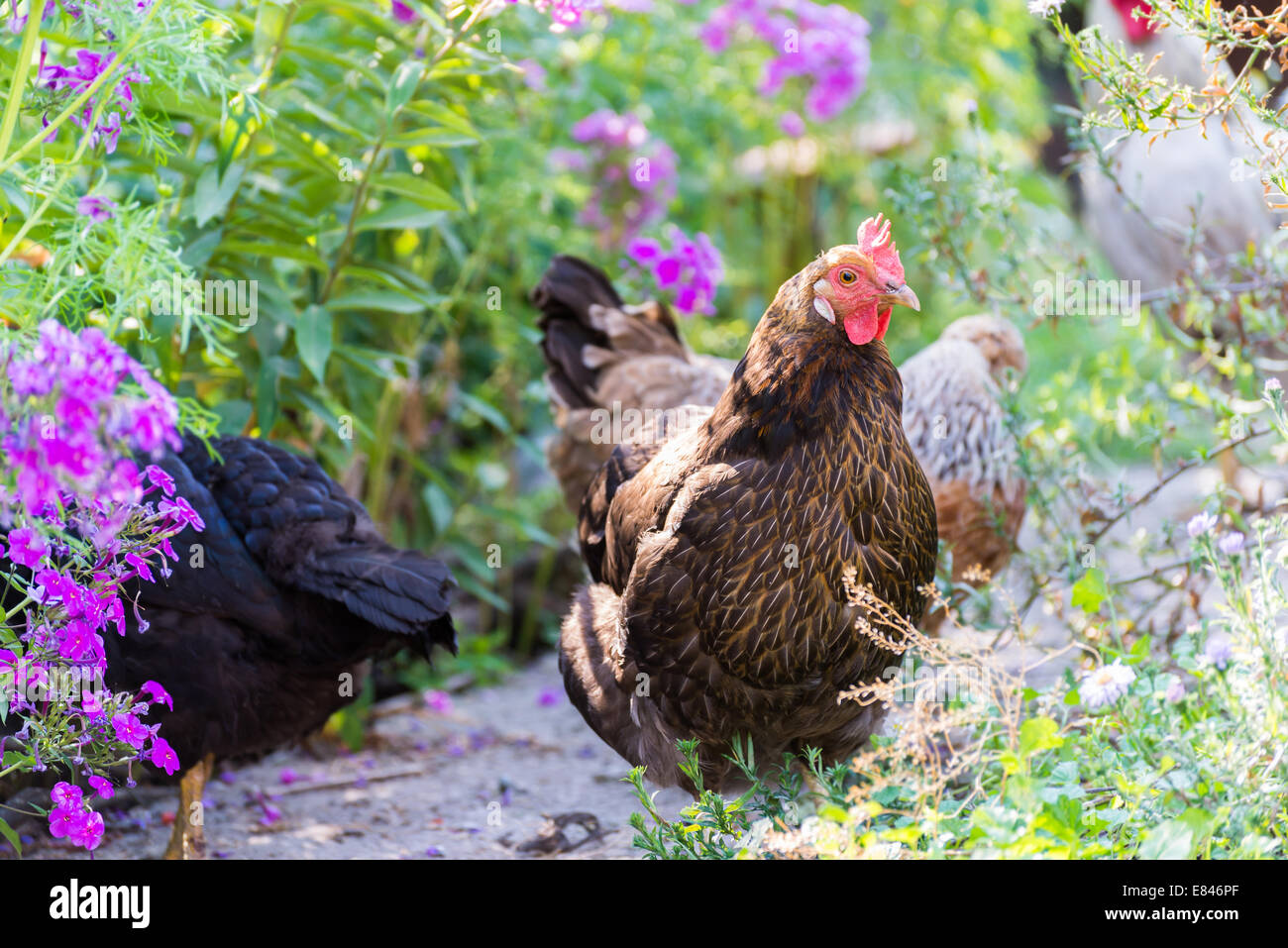 Chickens Laying hens on grass outdoors day Stock Photo - Alamy