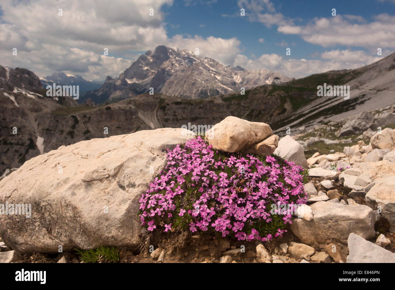 Moss Campion, Silene acaulis, on the Tre Cime, Dolomites, Italy Stock ...