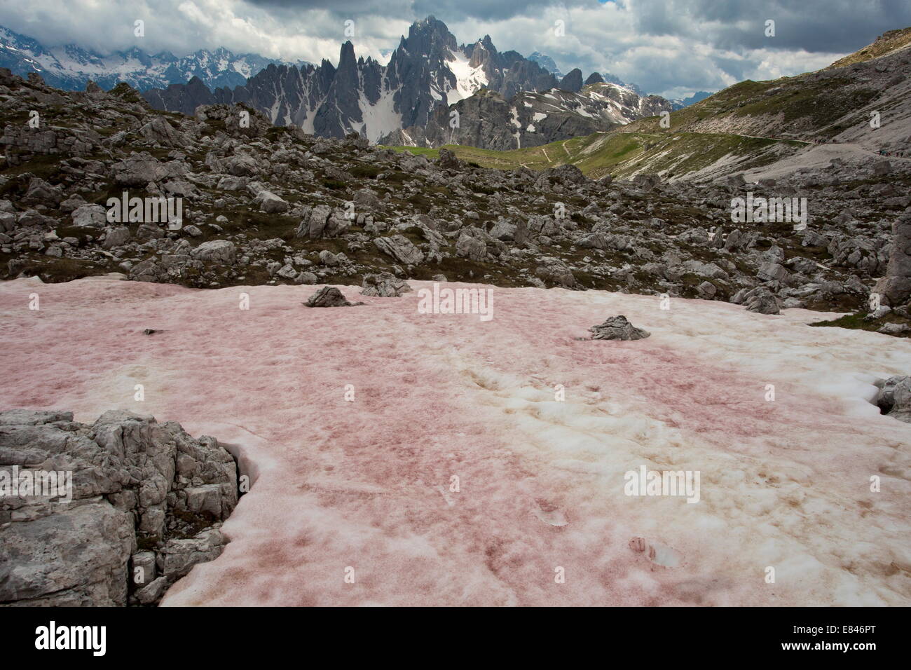 Chlamydomonas nivalis watermelon snow hi-res stock photography and ...