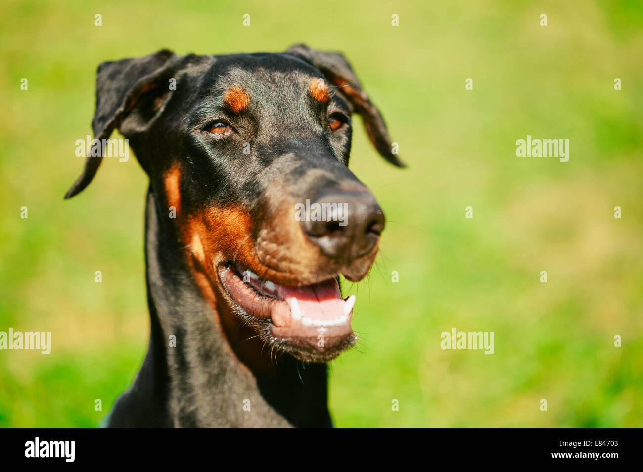 Doberman pinscher police dog hi-res stock photography and images - Alamy