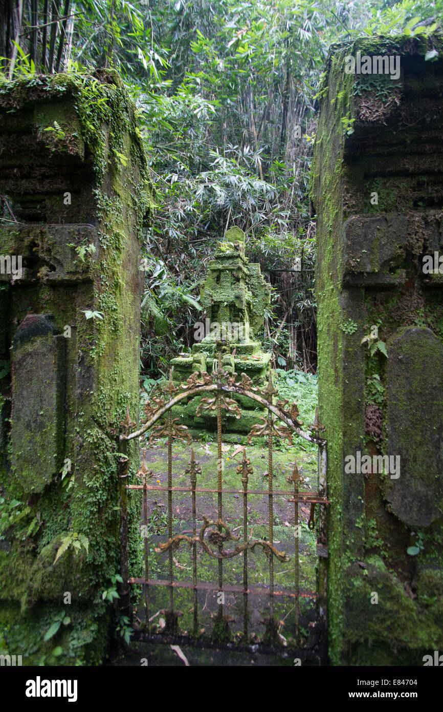 Indonesia rain forest Stock Photo - Alamy