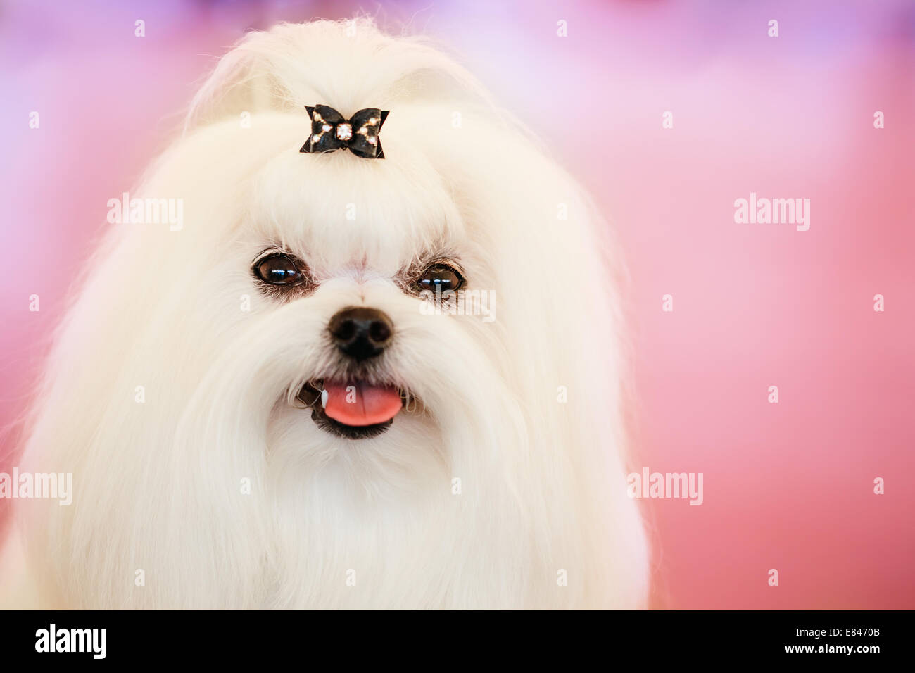 Shih tzu dog standing up hi-res stock photography and images - Alamy