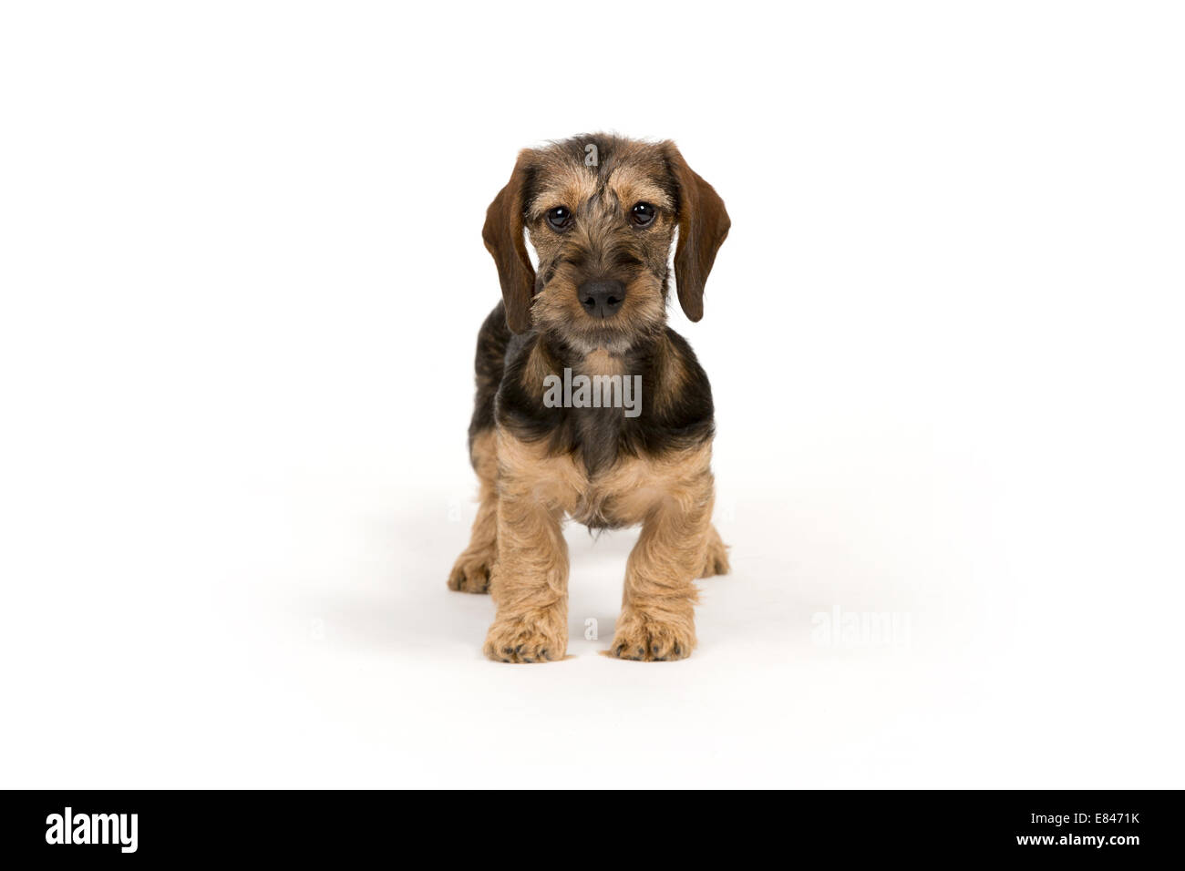 A young wire-haired Dachshund or Teckel Stock Photo - Alamy