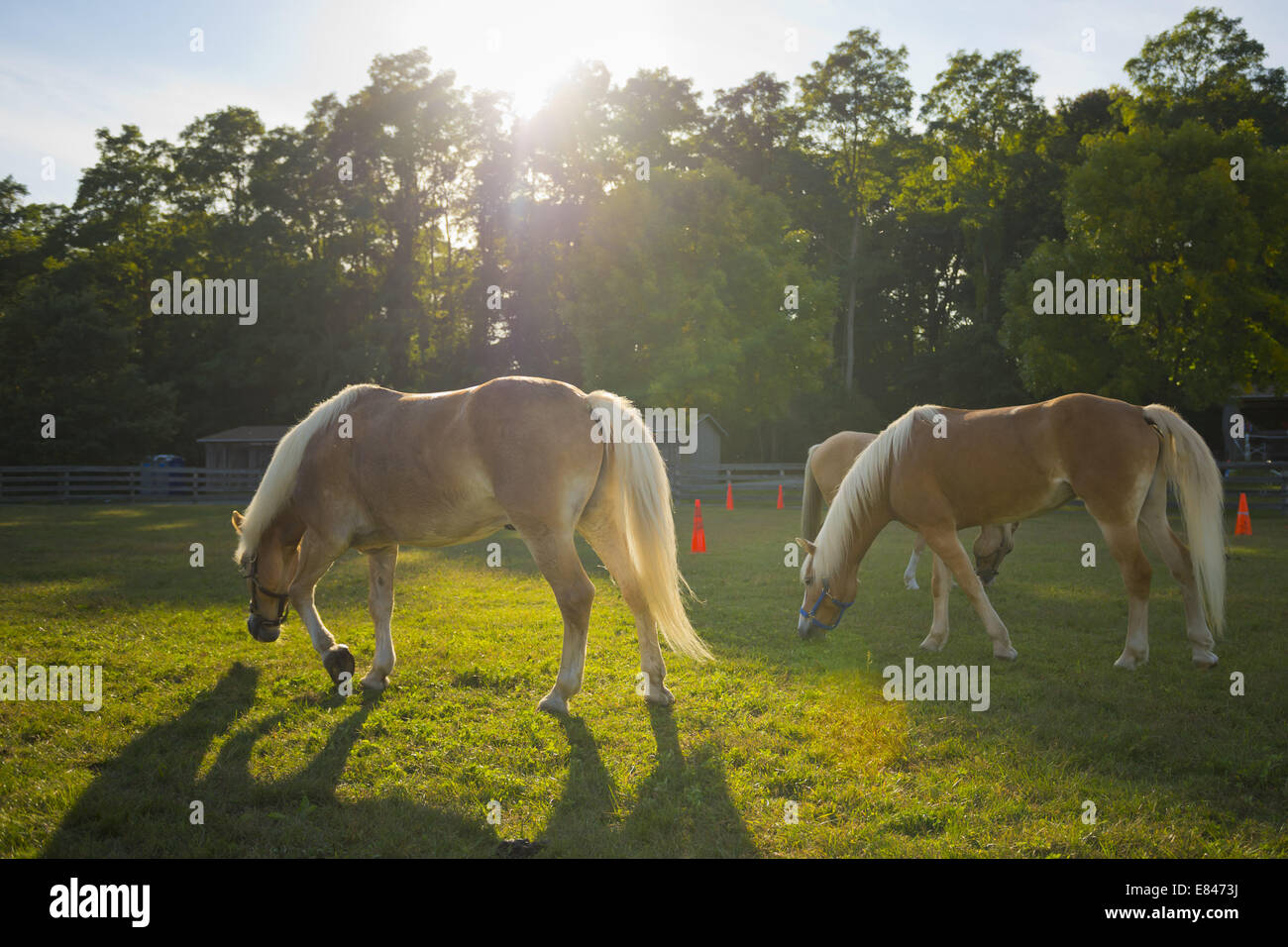 Long island fair 2014 hi-res stock photography and images - Alamy