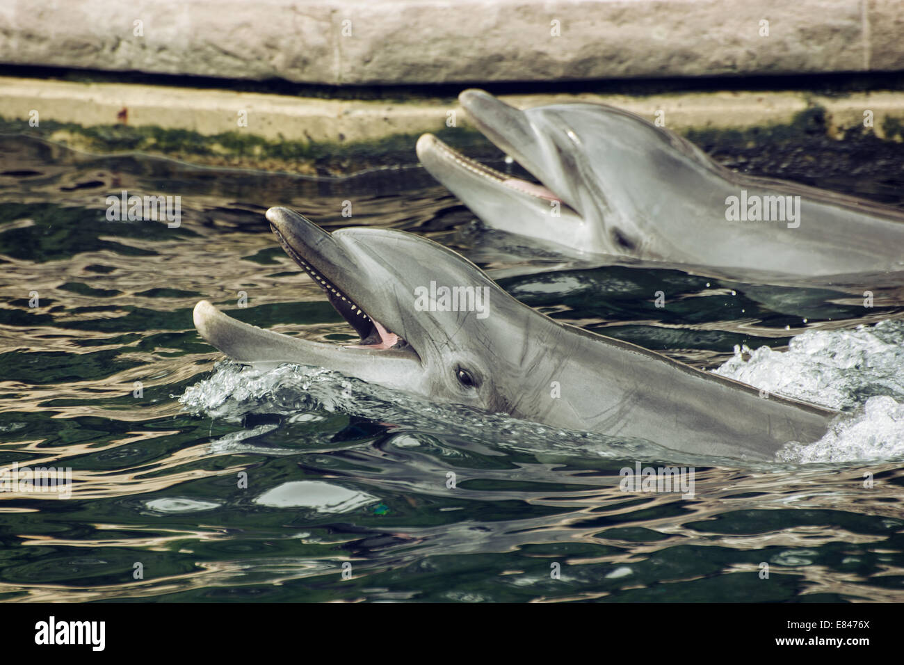 Two trained Bottlenose dolphins in the marine aquarium Stock Photo - Alamy