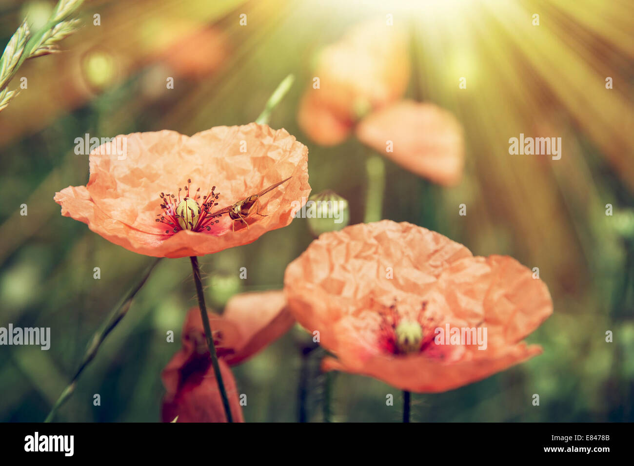 Sun-drenched red poppy with flying insect Stock Photo - Alamy