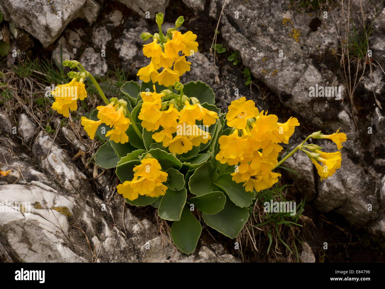 Bear's ear primrose, Primula auricula in flower, in the Dolomites ...