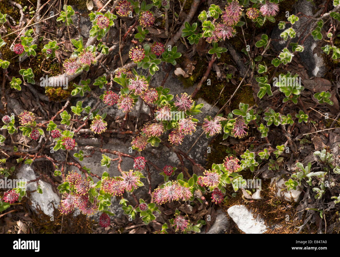 Male Alpine Willow, Salix alpina bush in flower, Dolomites, Italy Stock ...
