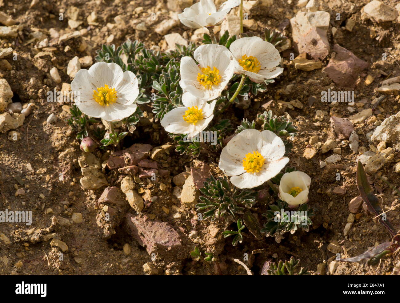 Seguier's Buttercup, Ranunculus seguieri in flower at high altitude ...