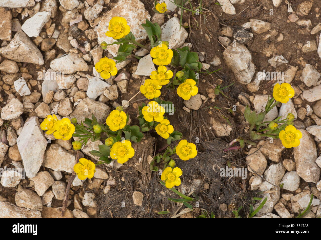 Ranunculus hybridus dolomites hi-res stock photography and images - Alamy