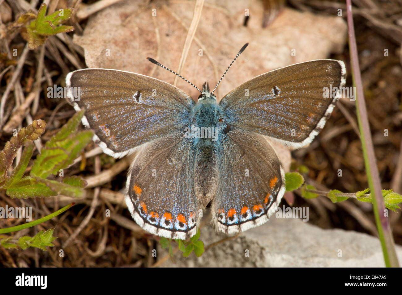 Female Adonis Blue, Lysandra bellargus (Polyommatus) basking. First ...
