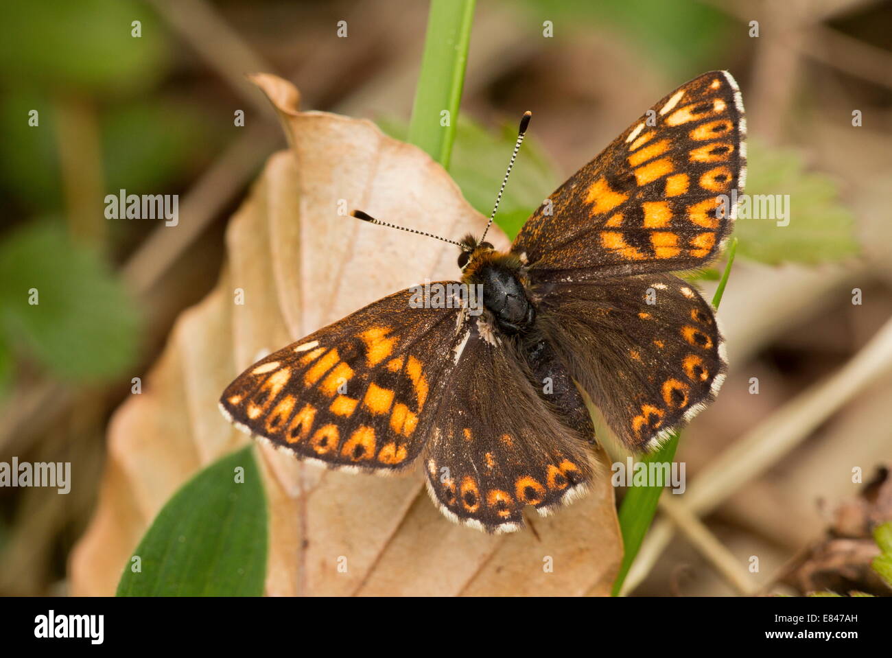 Duke of Burgundy butterfly, Hamearis lucina; male basking in the sun ...