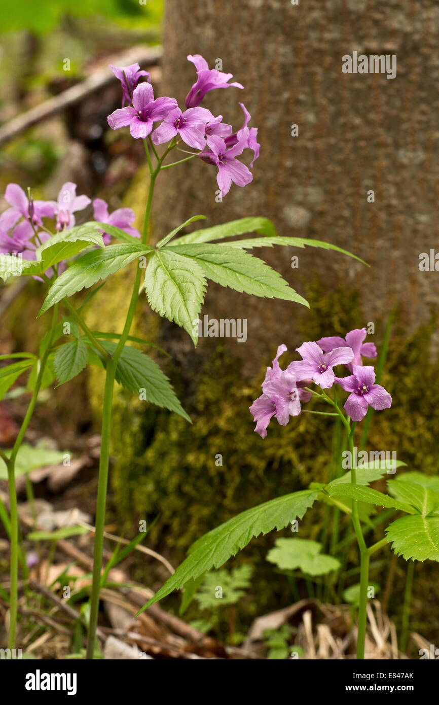Five-leaflet bittercress, Cardamine pentaphyllos = Dentaria ...