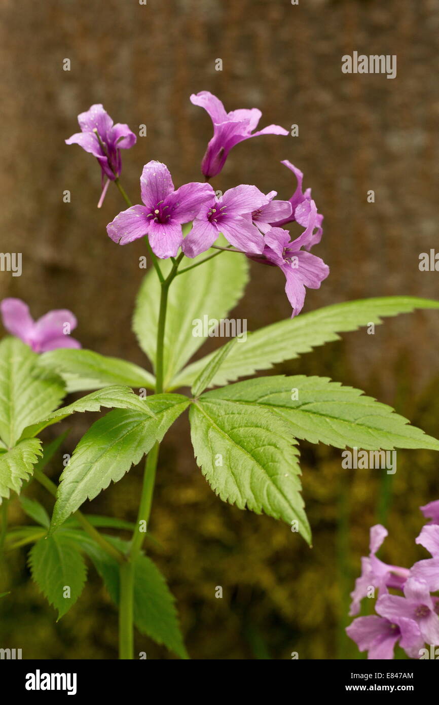 Five-leaflet bittercress, Cardamine pentaphyllos = Dentaria ...