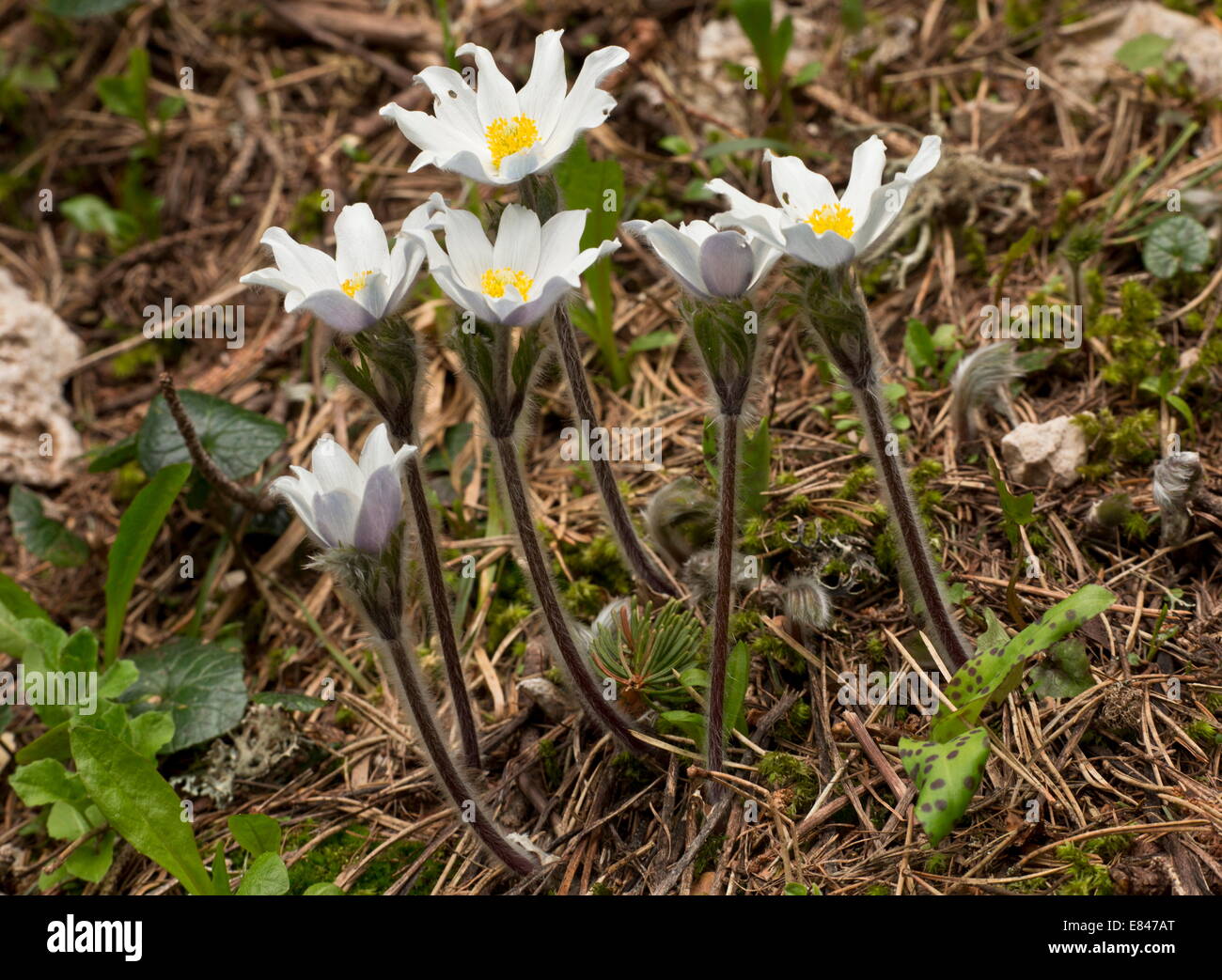 Group of Alpine Pasque Flowers, Pulsatilla alpina in flower, Vercors ...