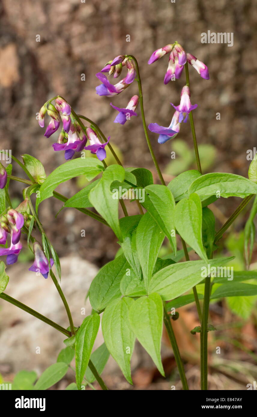 Lathyrus vernus spring vetchling hi-res stock photography and images ...