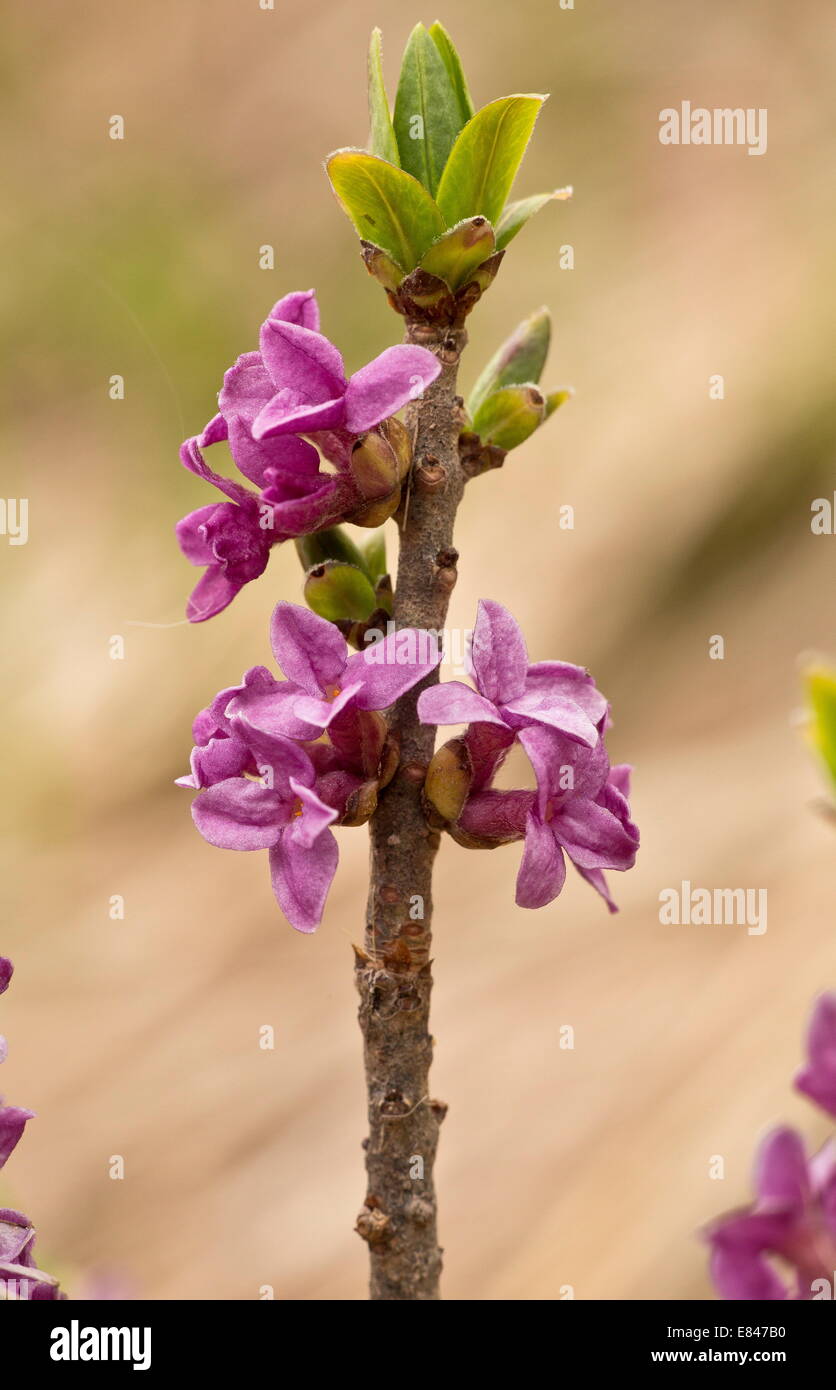 Mezereon, Daphne mezereum in flower. A strongly scented early flowering ...