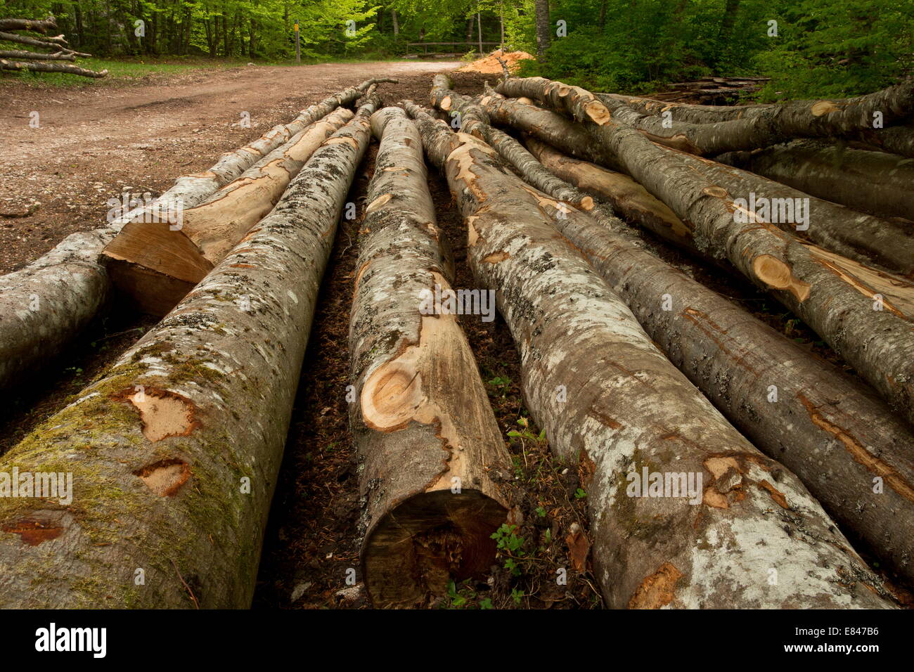 Large felled trunks of Beech trees, Fagus sylvatica, in the Vercors ...