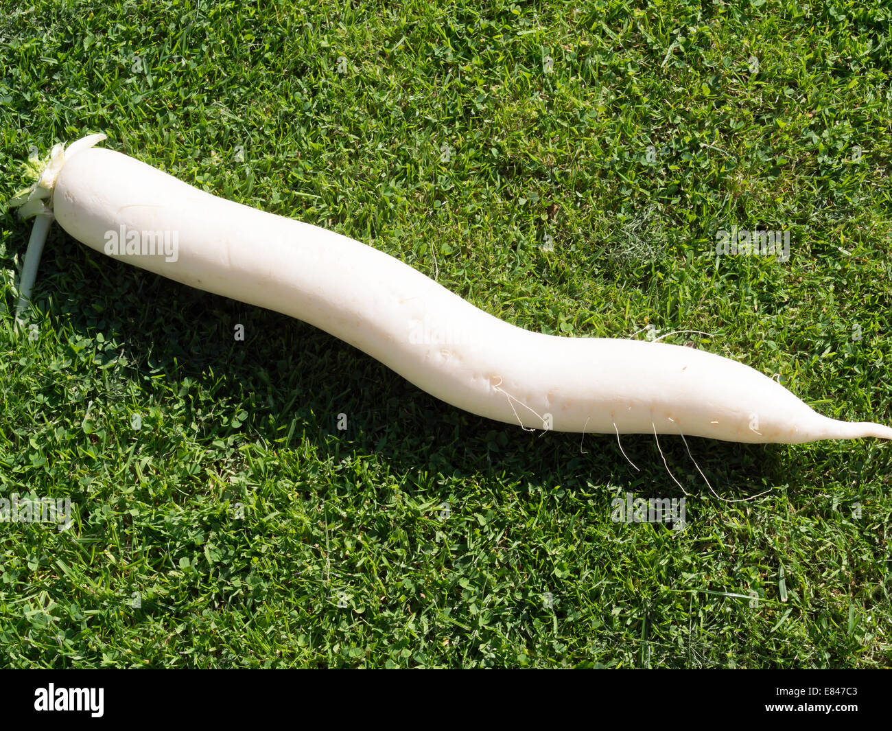 Chinese radish hi-res stock photography and images - Alamy
