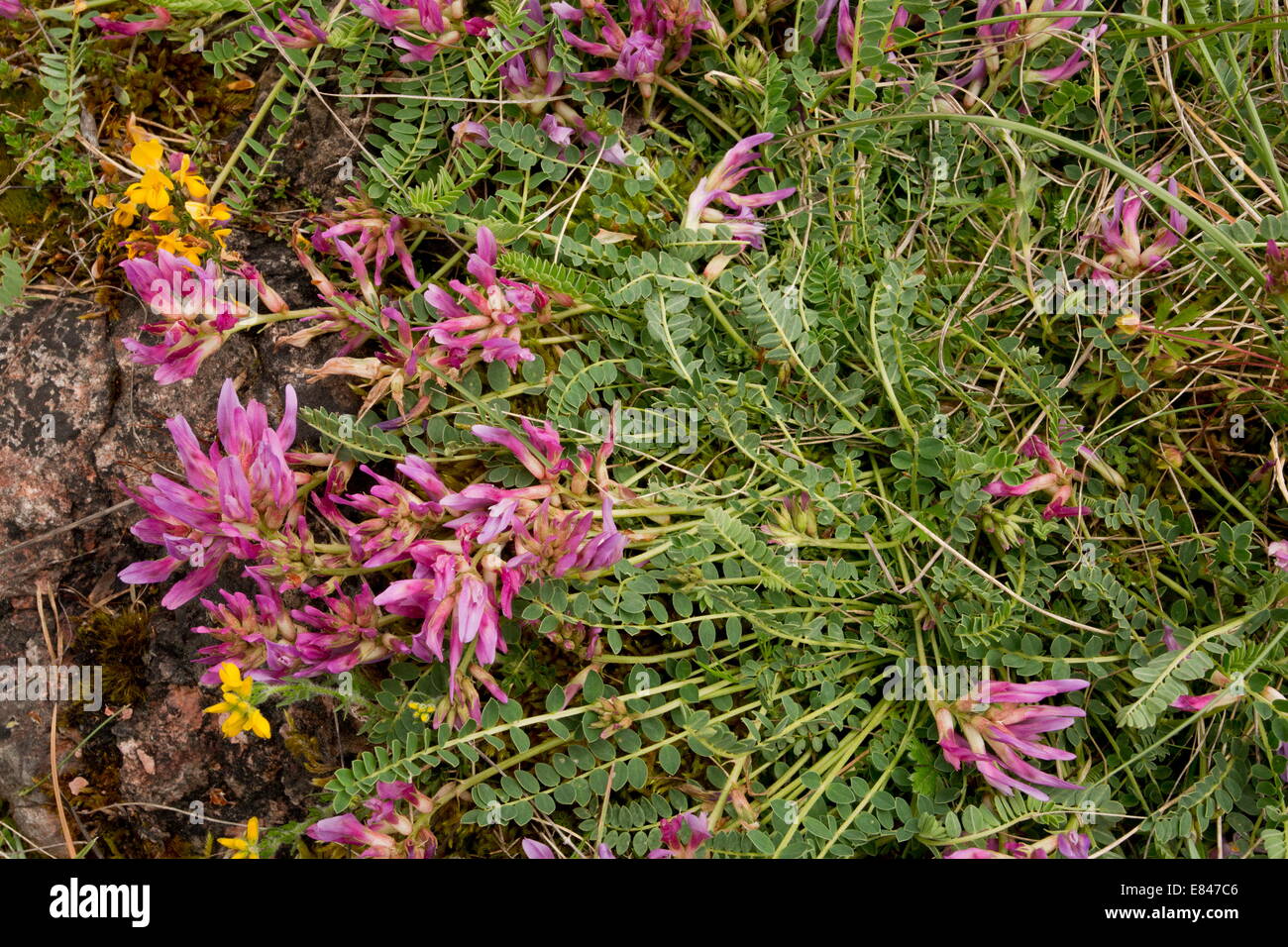 Montpellier milk vetch hi-res stock photography and images - Alamy