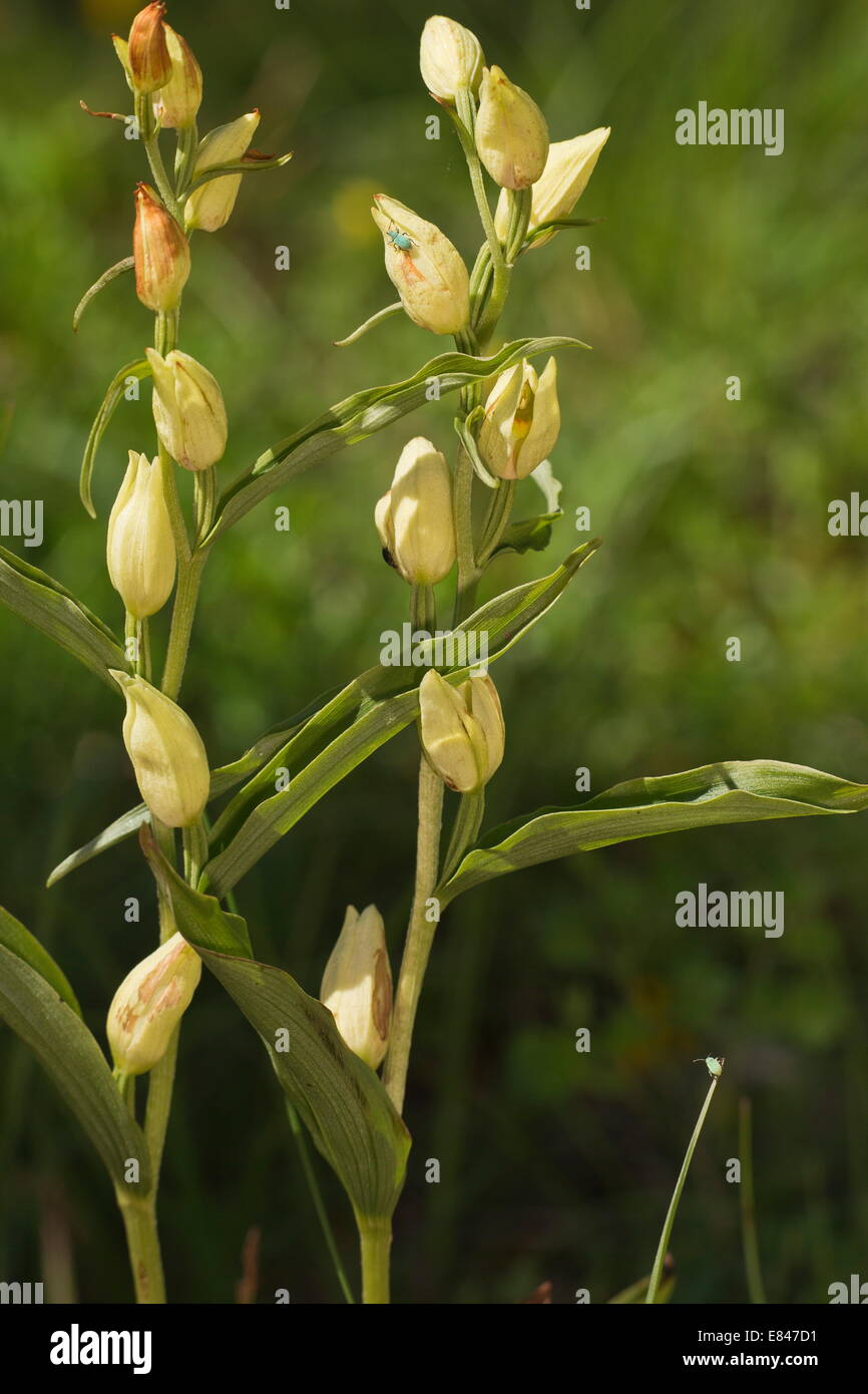 White Helleborine, Cephalanthera damasonium, in flower Stock Photo - Alamy