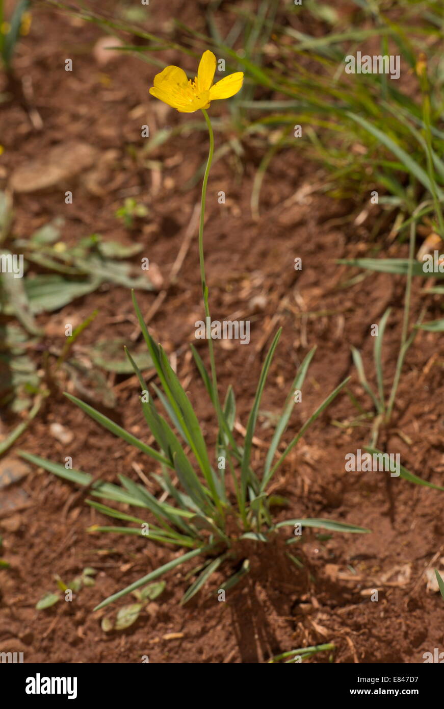 Ranunculus gramineus hi-res stock photography and images - Alamy