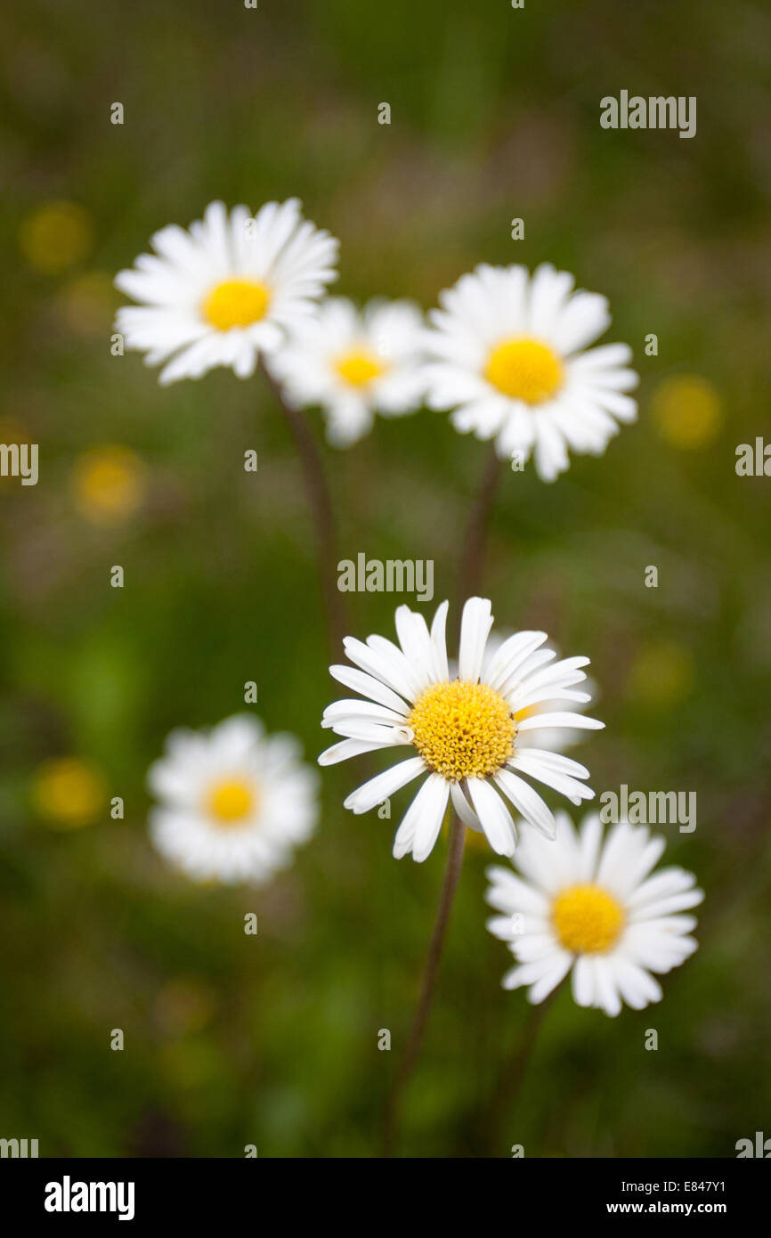 Flowering Common Daisies in a field in spring Stock Photo - Alamy