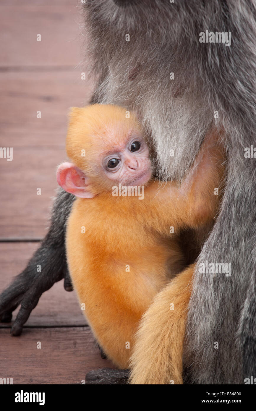 Silver langur hi-res stock photography and images - Alamy