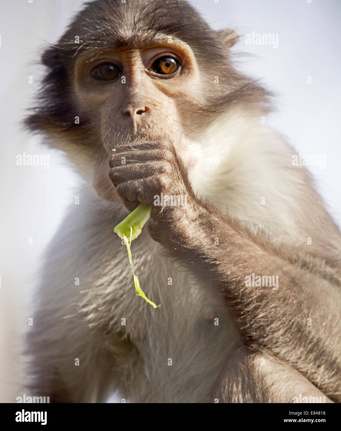 Mangabey monkey hi-res stock photography and images - Alamy