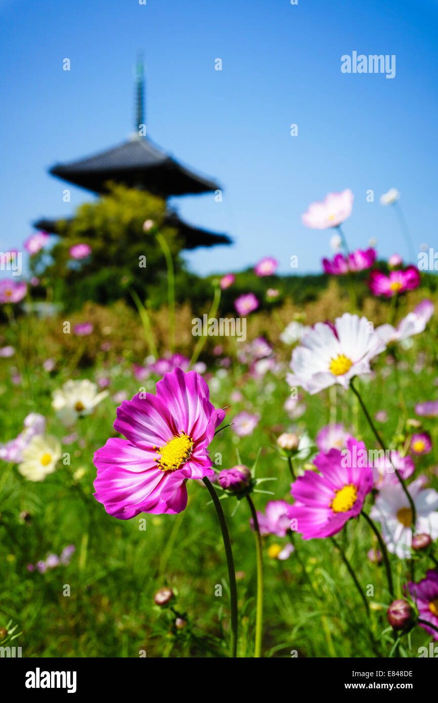 Japanese temple and cosmos hi-res stock photography and images - Alamy
