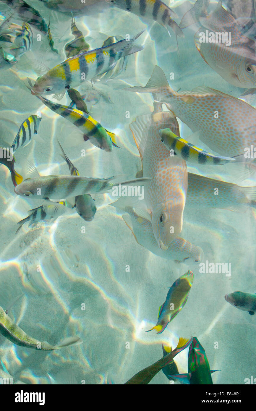Tropical fish swimming in crystal clear tropical waters Stock Photo - Alamy