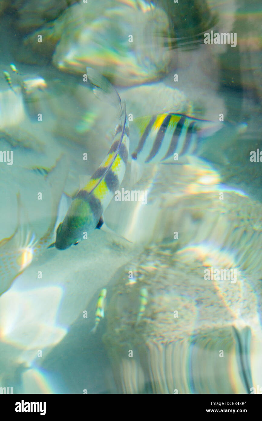 Tropical fish swimming in crystal clear tropical waters Stock Photo - Alamy